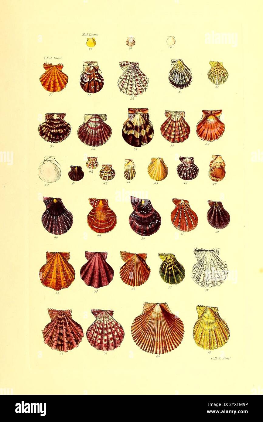 Illustrated seashells displayed hi-res stock photography and images - Alamy