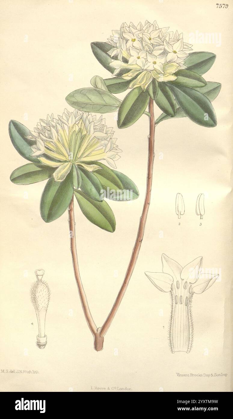 Curtis's Botanical Magazine London New York etc. botanical illustration ...