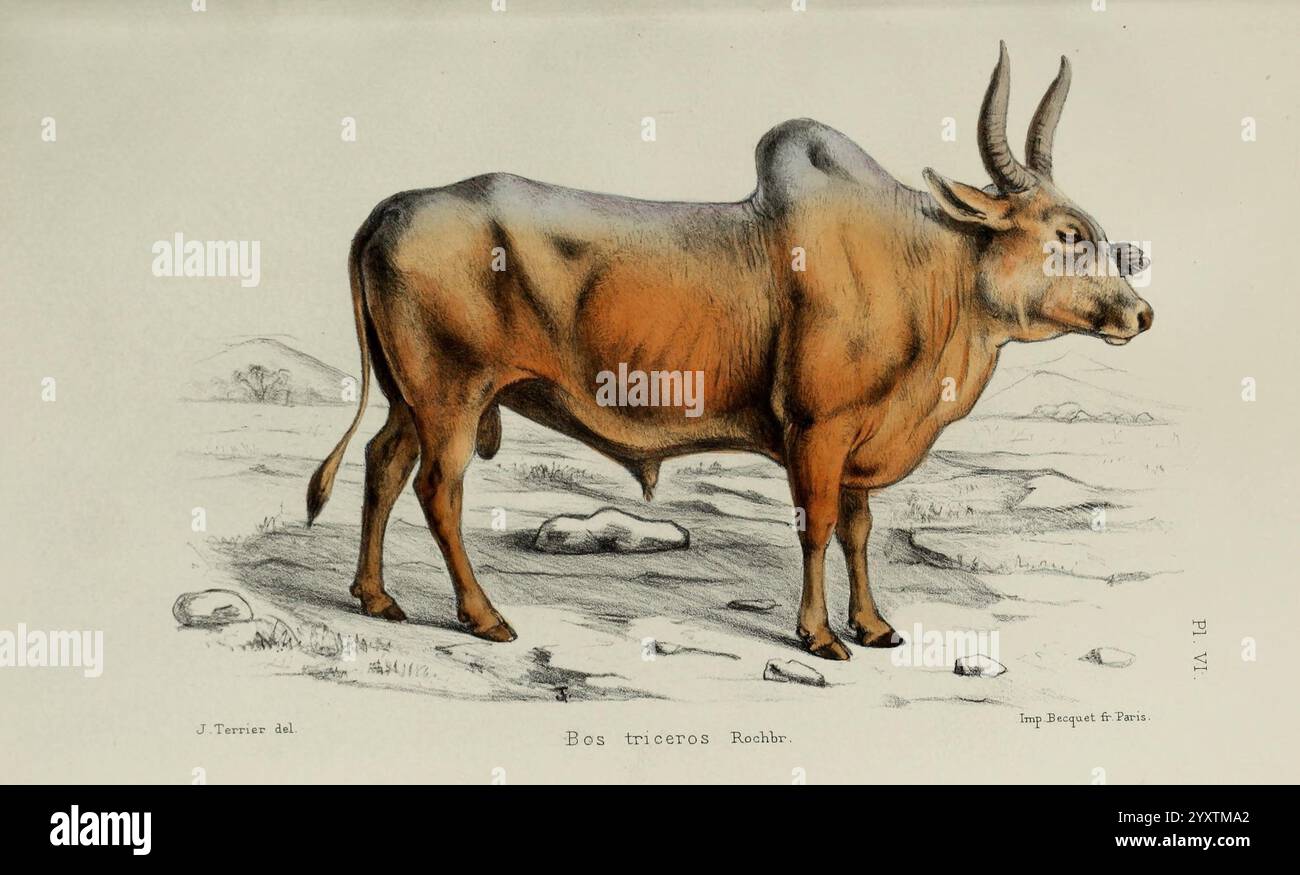 Faune de la Sénégambie, Paris, O. Doin, 1883-1887, Africa, Senegambia ...