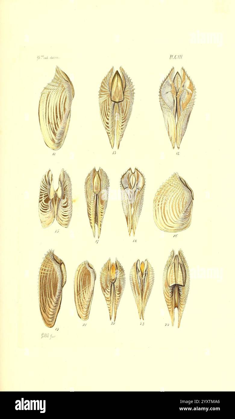 Intricate shell structures hi-res stock photography and images - Alamy