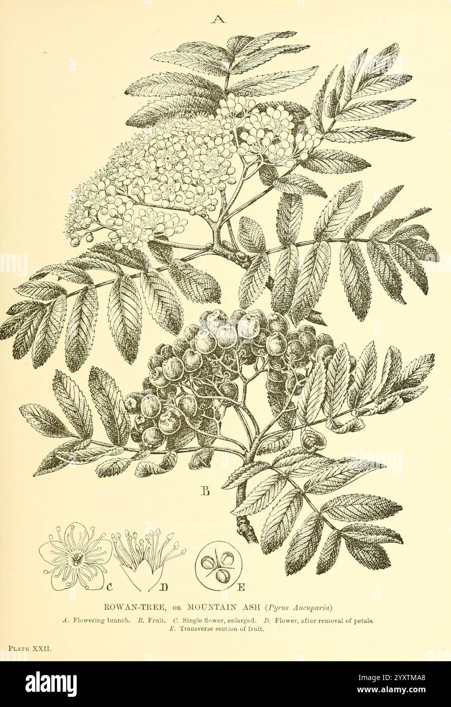 Trees, and, shrubs, of, the, British, Isles, London, Dent, 1909, botany ...