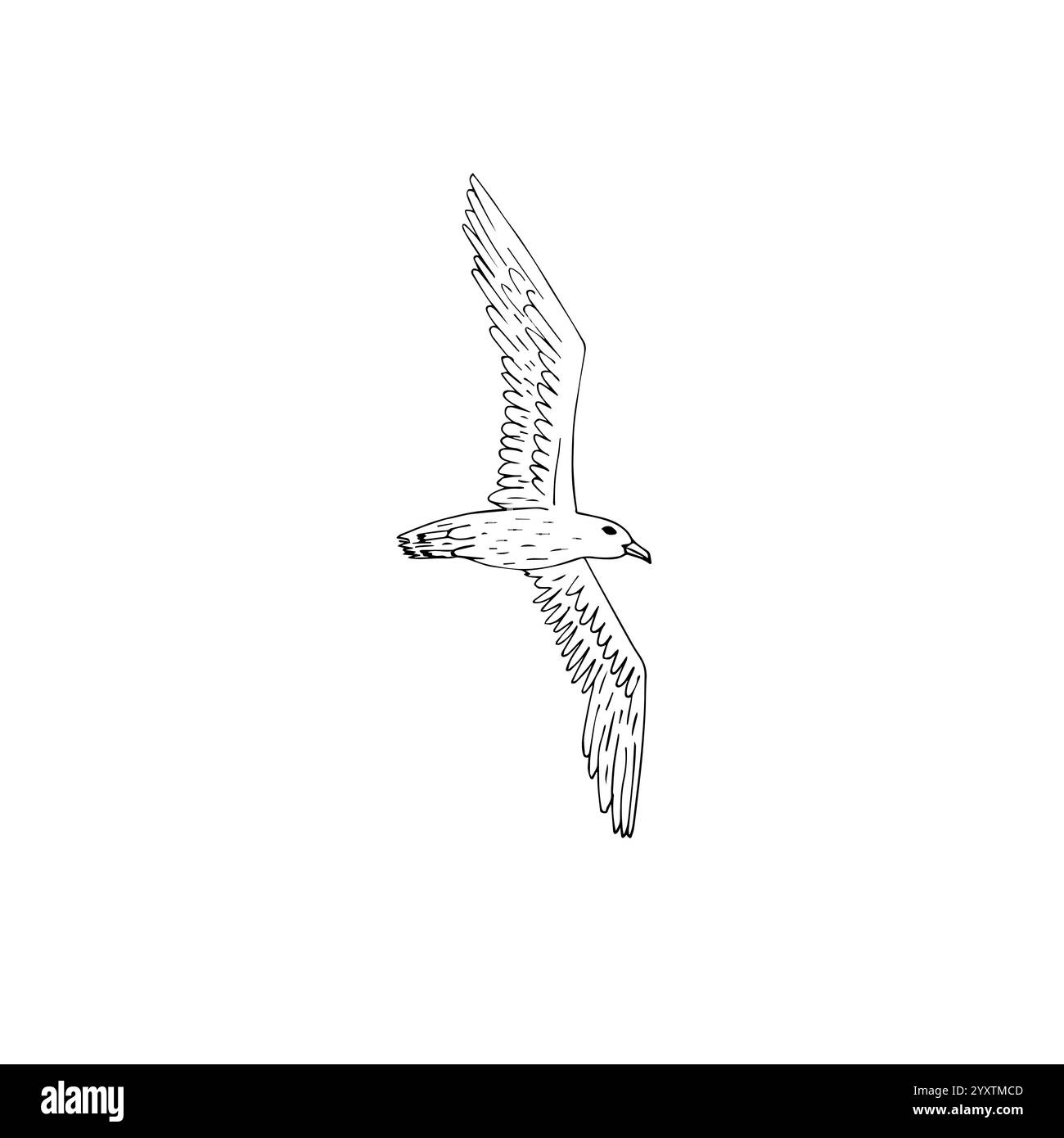Vector hand drawn doodle sketch flying seagull isolated on white ...