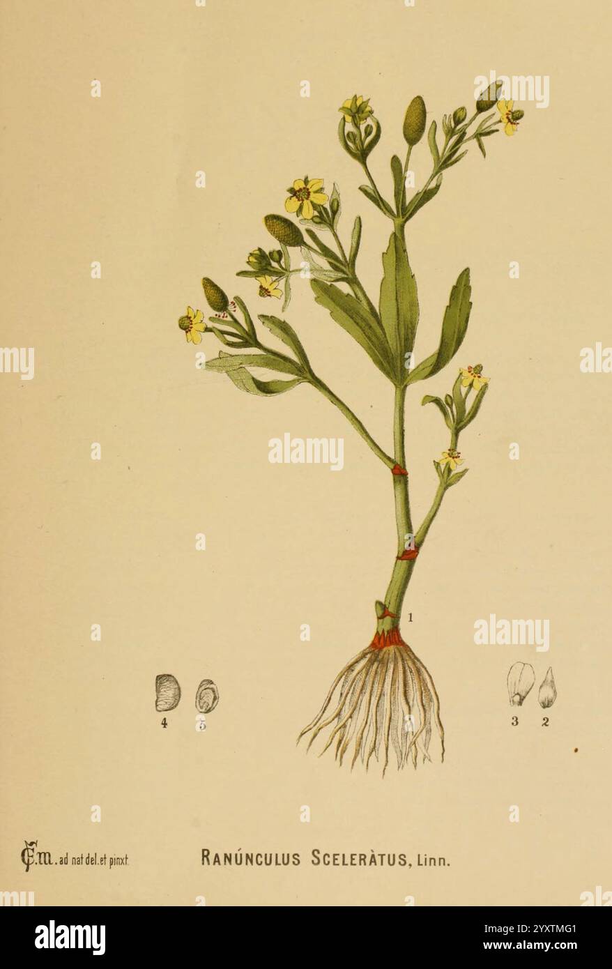 Labeled smaller figures hi-res stock photography and images - Alamy