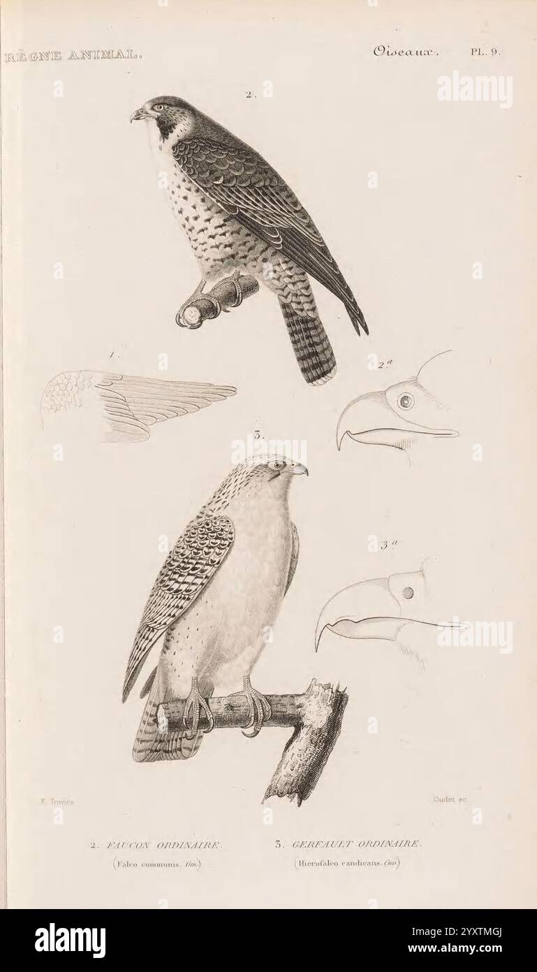 Illustration features two detailed drawings hi-res stock photography ...