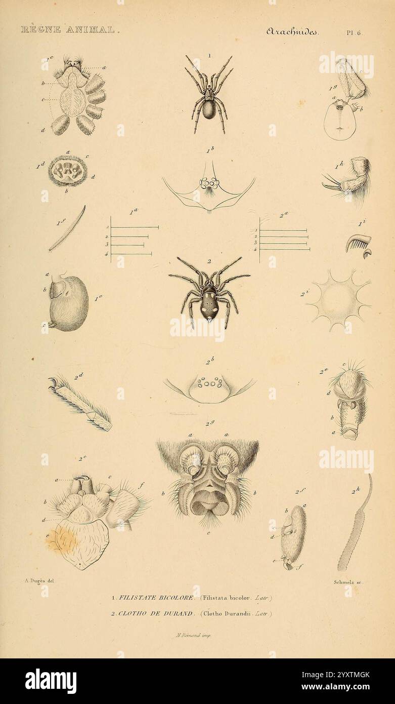 Le règne animal distribué d'après son organisation Paris, 1836-1849 ...