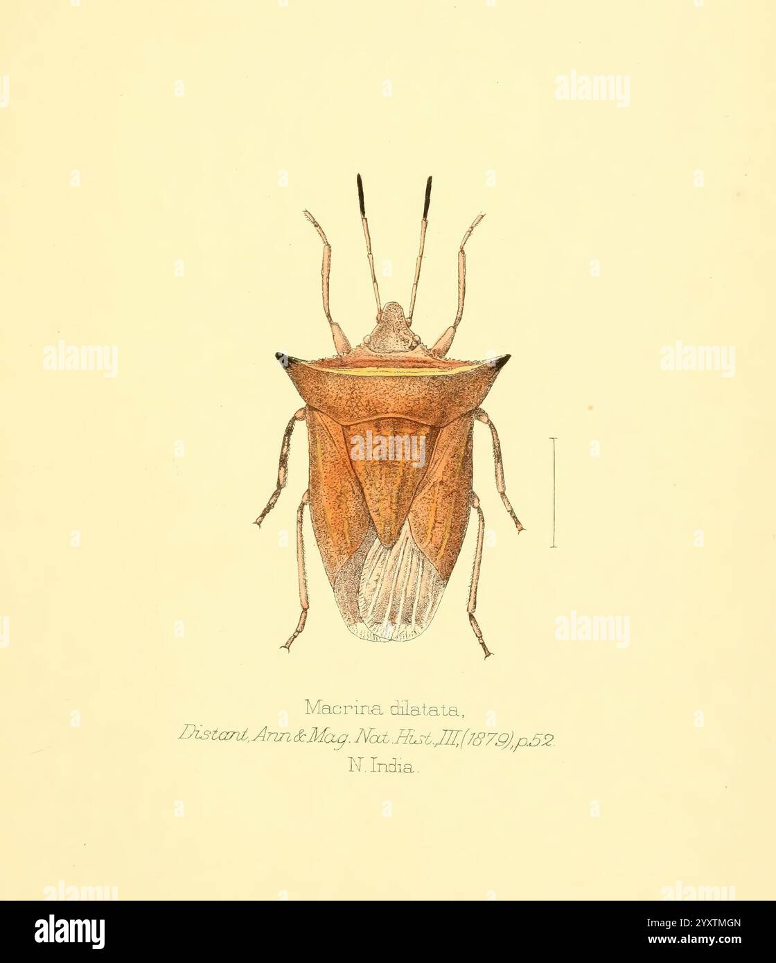 Aid to the identification of insects London, E.W. Janson, 1880-90 ...