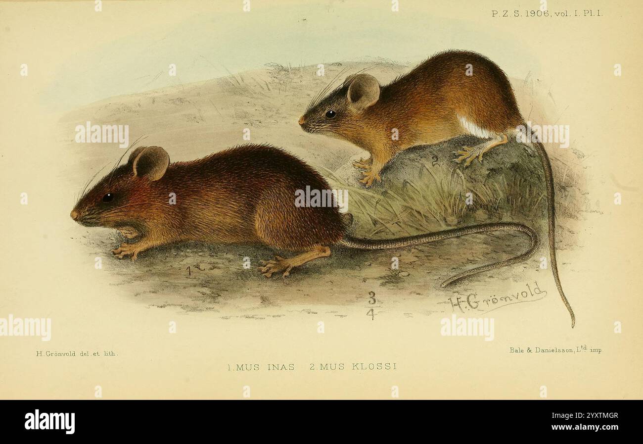 Light tones accentuate hi-res stock photography and images - Alamy