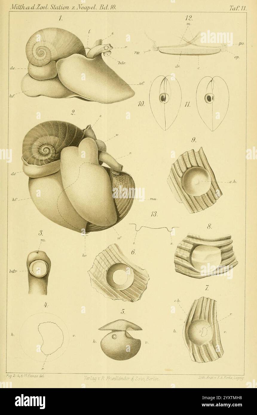 Specific types of snails hi-res stock photography and images - Alamy