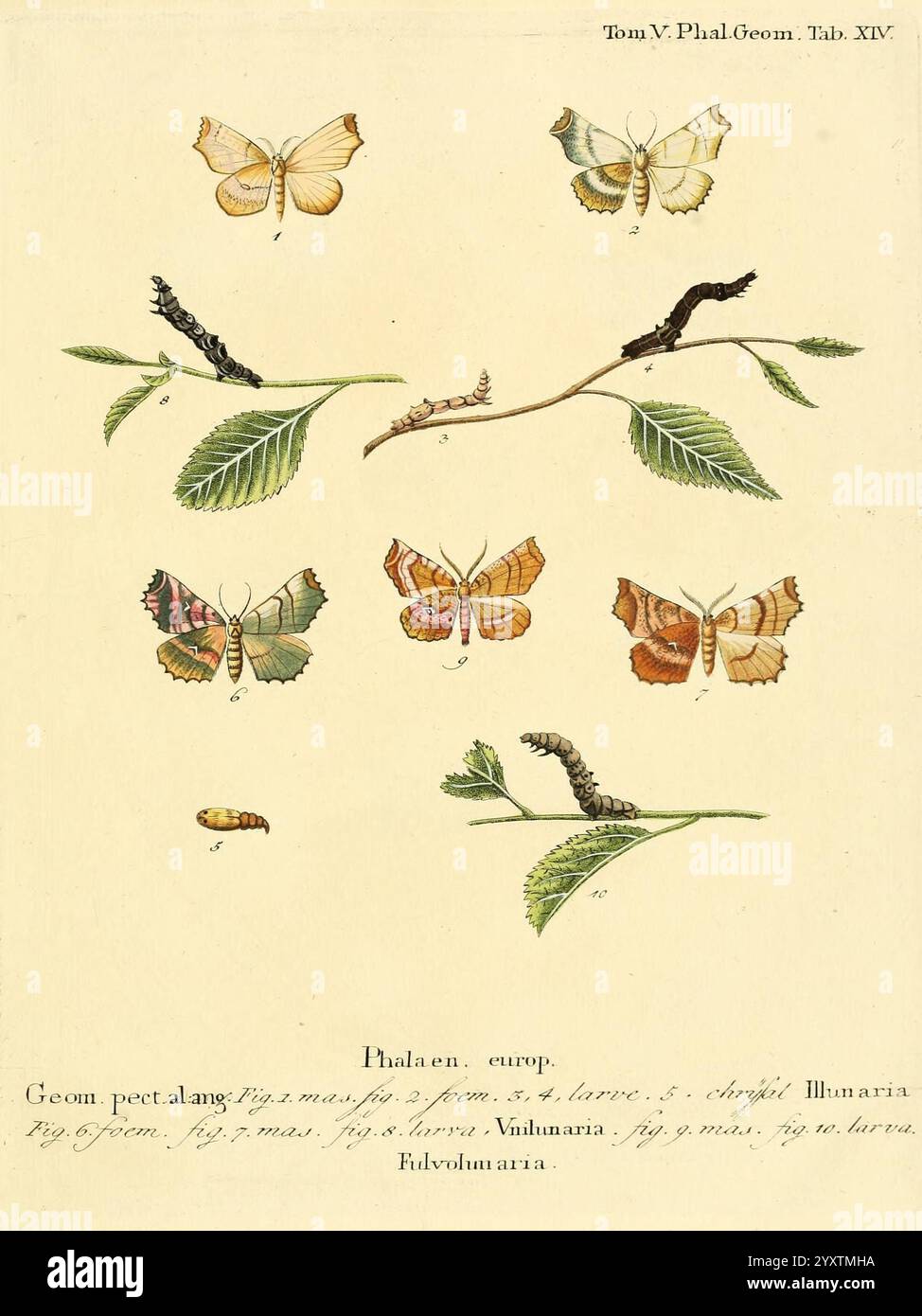 Top section features two butterflies hi-res stock photography and ...