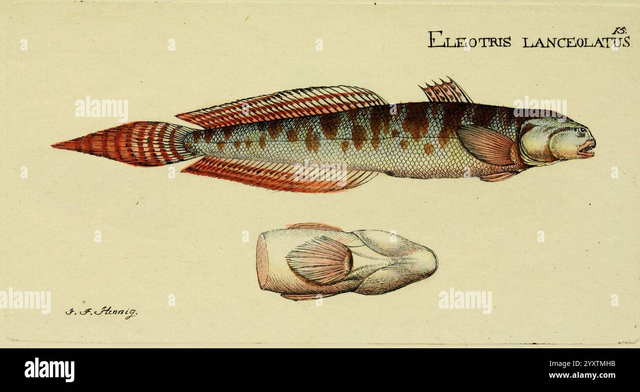 Fish species eleotris lanceolatus hi-res stock photography and images ...