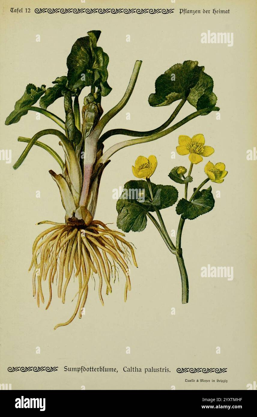 Pflanzen der Heimat Leipzig, Quelle und Meyer, 1913, Germany, pictorial ...
