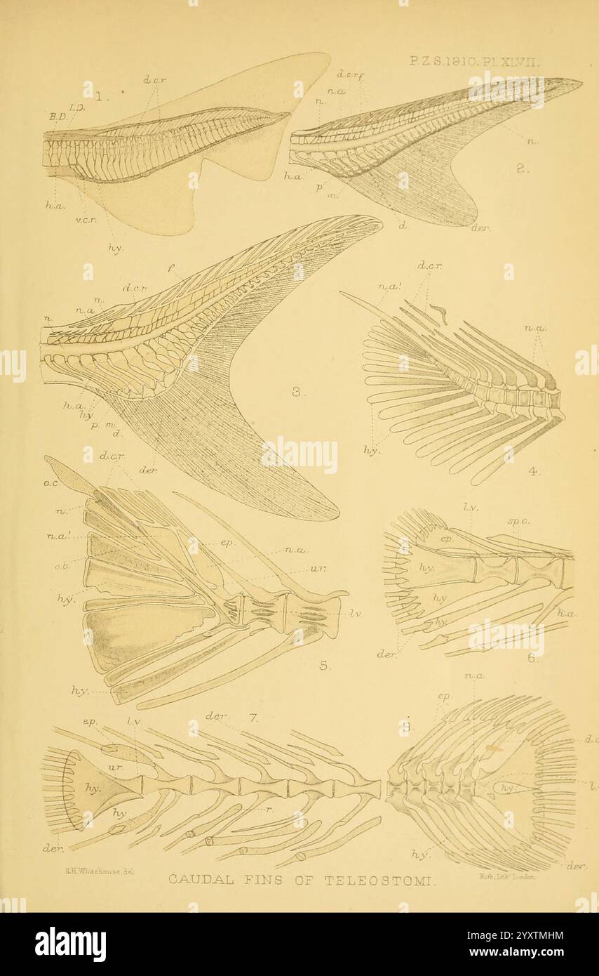 Proceedings of the Zoological Society of London, London, Academic Press ...