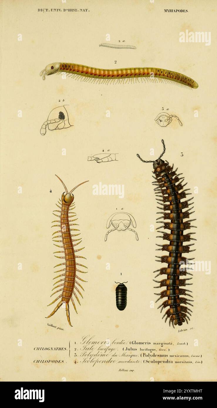 Multi segmented centipede hi-res stock photography and images - Alamy