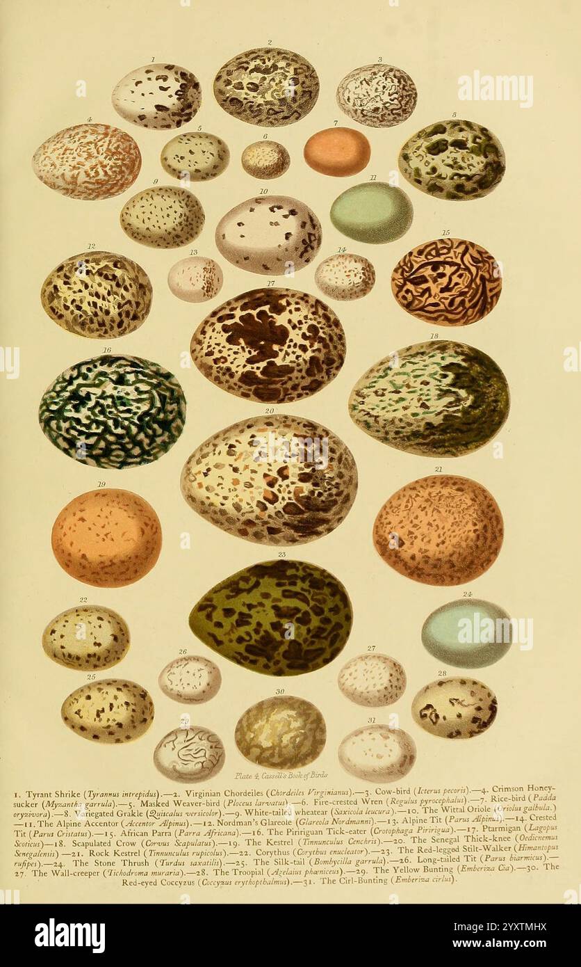 Egg features distinct surface markings hi-res stock photography and images - Alamy