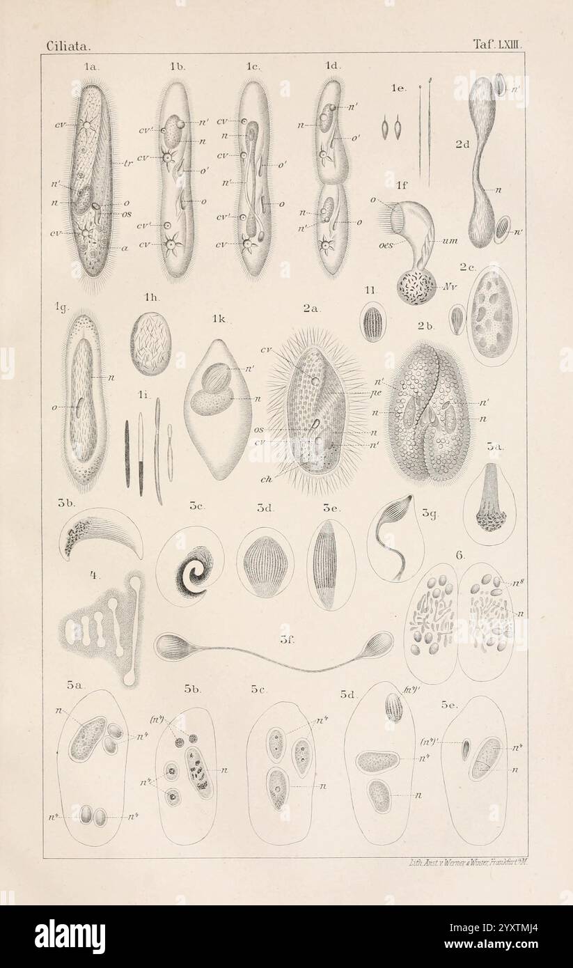 Illustration features various microscopic organisms hi-res stock ...