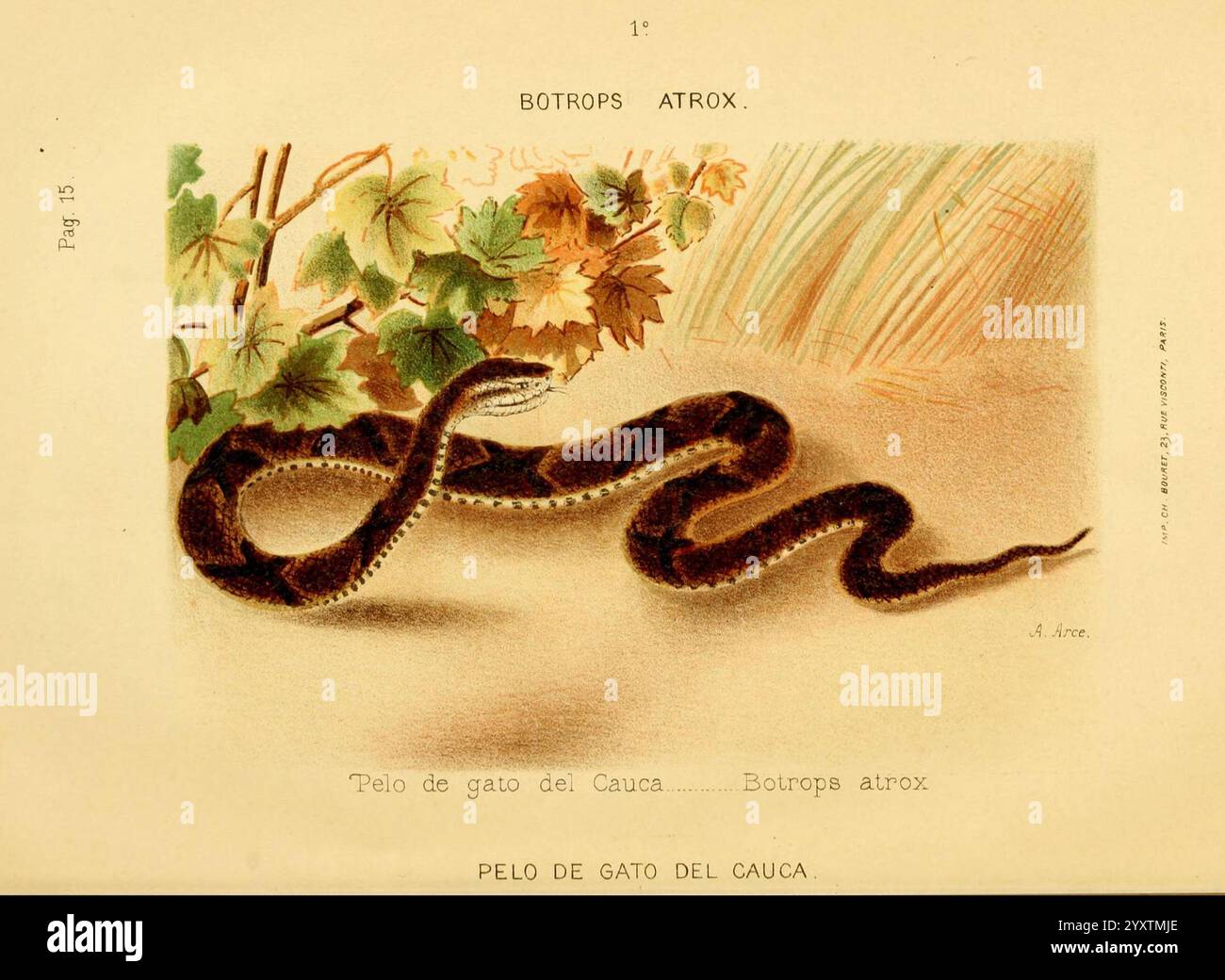 Worldsnakeday hi-res stock photography and images - Alamy