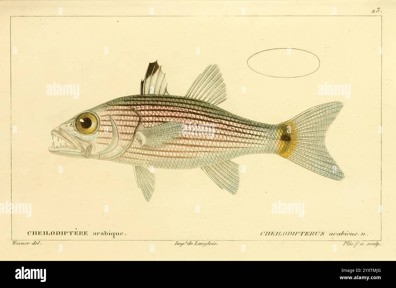Histoire naturelle des poissons, Paris, Chez F. G. Levrault, 1828-1849 ...