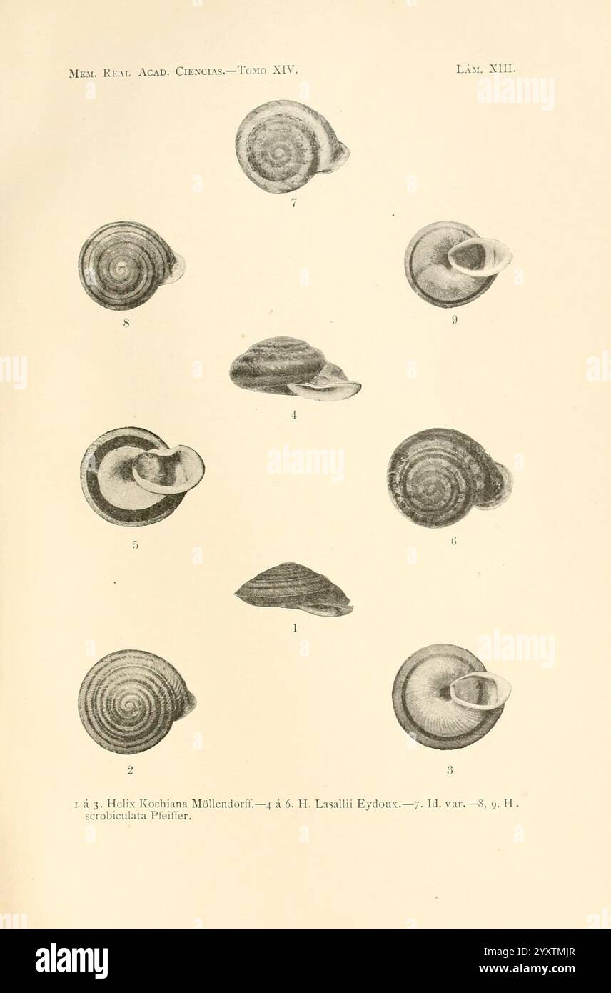 Memorias de la Real Academia de Ciencias Exactas, Físicas y Naturales ...