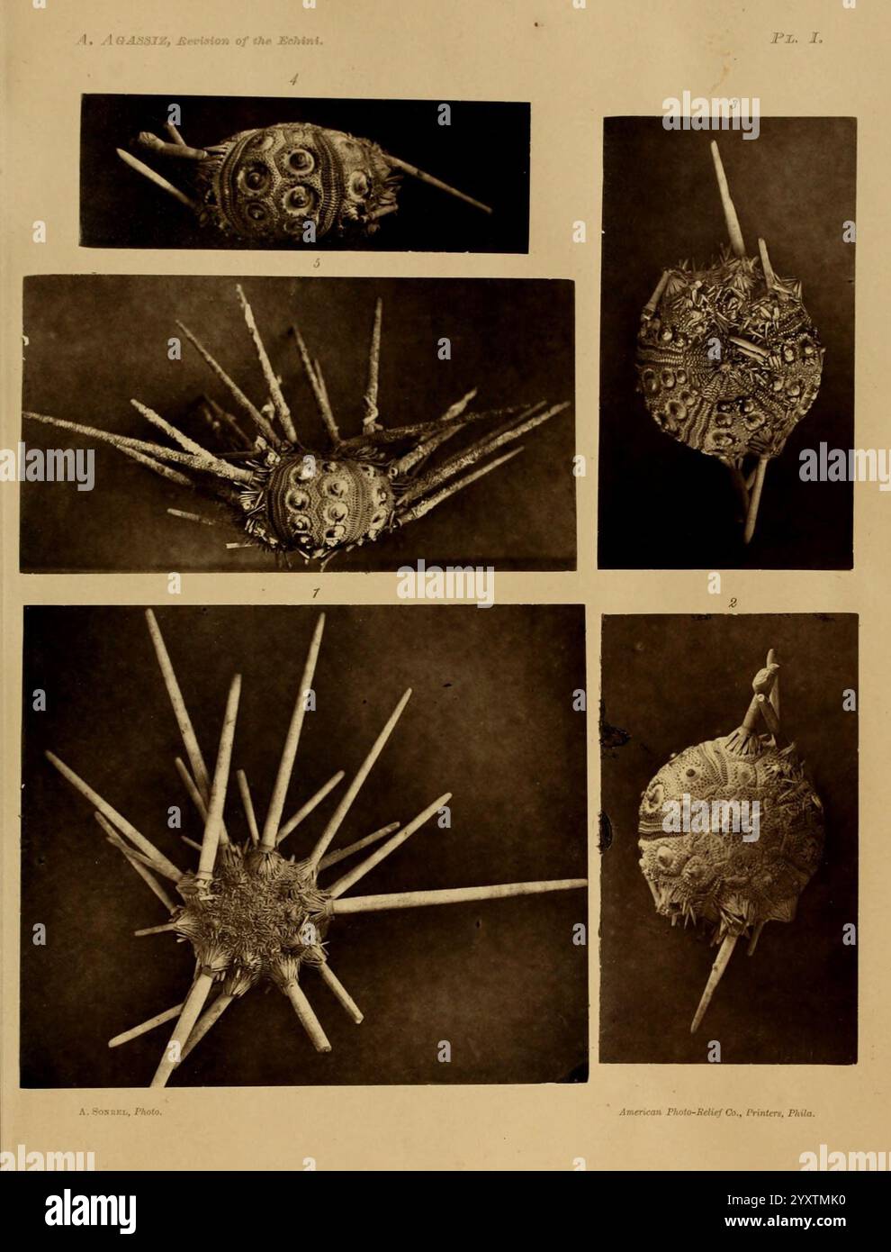 Classification echinodermata sea urchins museum hi-res stock ...