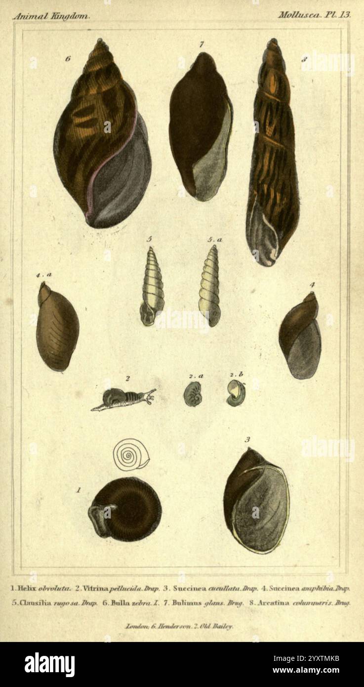 Distinct bivalves hi-res stock photography and images - Alamy