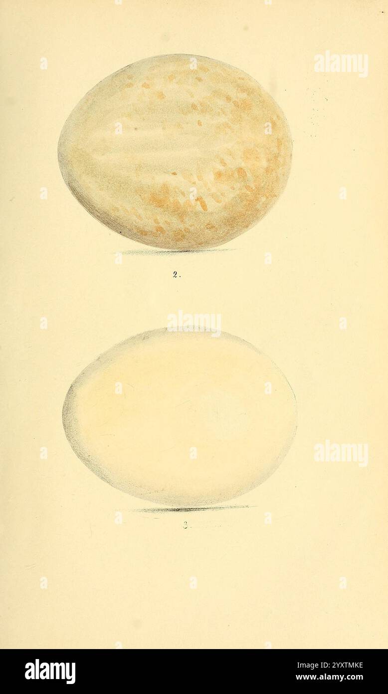 Top egg displays hi-res stock photography and images - Alamy