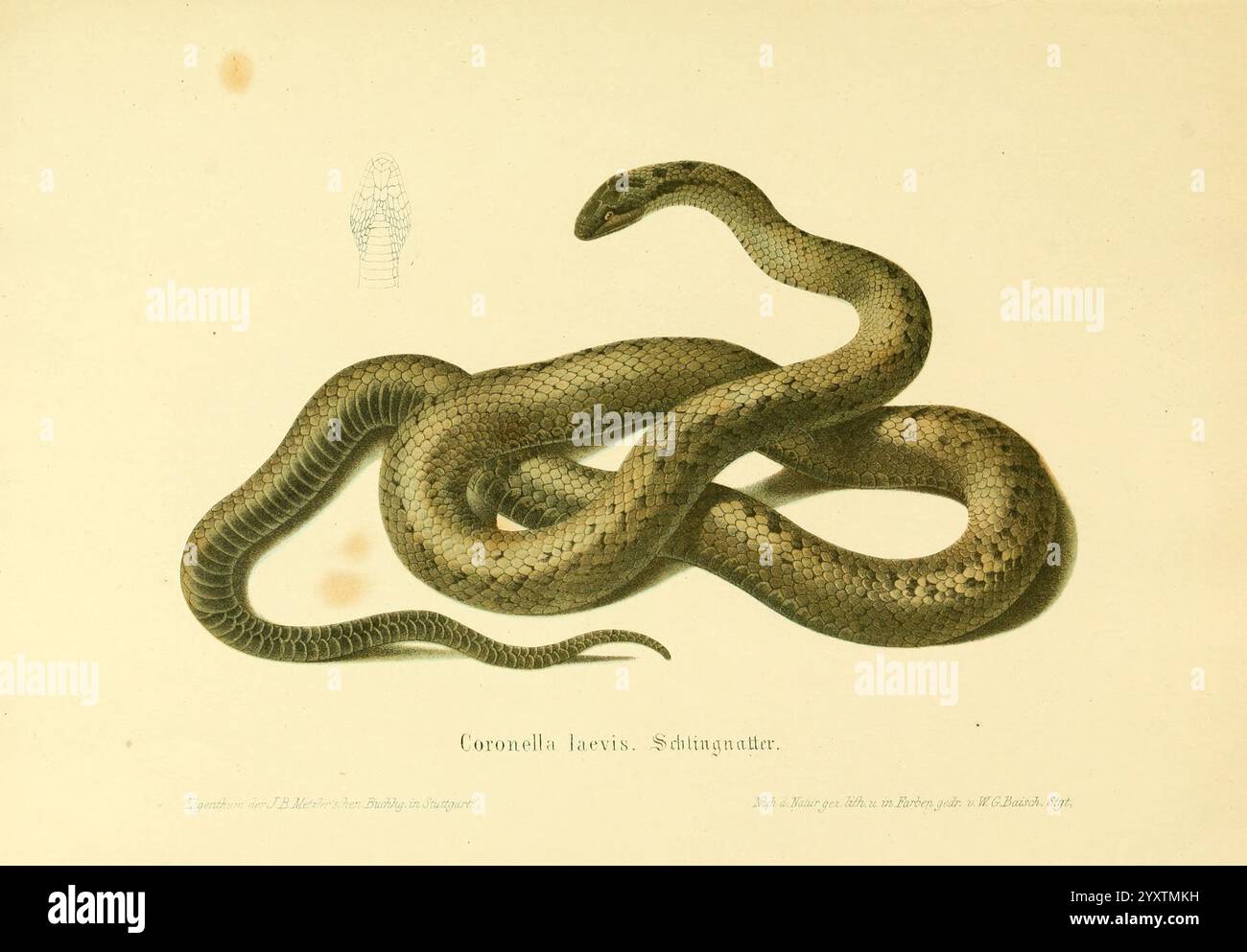 Die Schlangen Württembergs, Stuttgart, J.B. Metzler, 1862, Germany ...