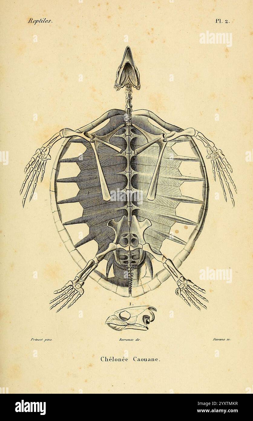 Erpétologie Générale, ou, Histoire Naturelle Complète des Reptiles ...