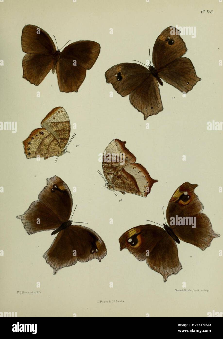 Lepidoptera Indica London 1890-1913 India Lepidoptera Frederic Moore, A ...