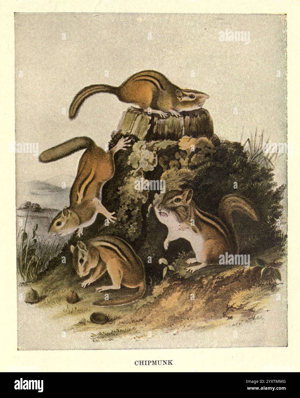 Multiple chipmunks hi-res stock photography and images - Alamy