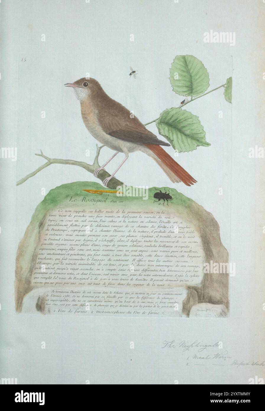 Ornithologie Paris The Artist 1773-1792 birds pictorial works, An ...