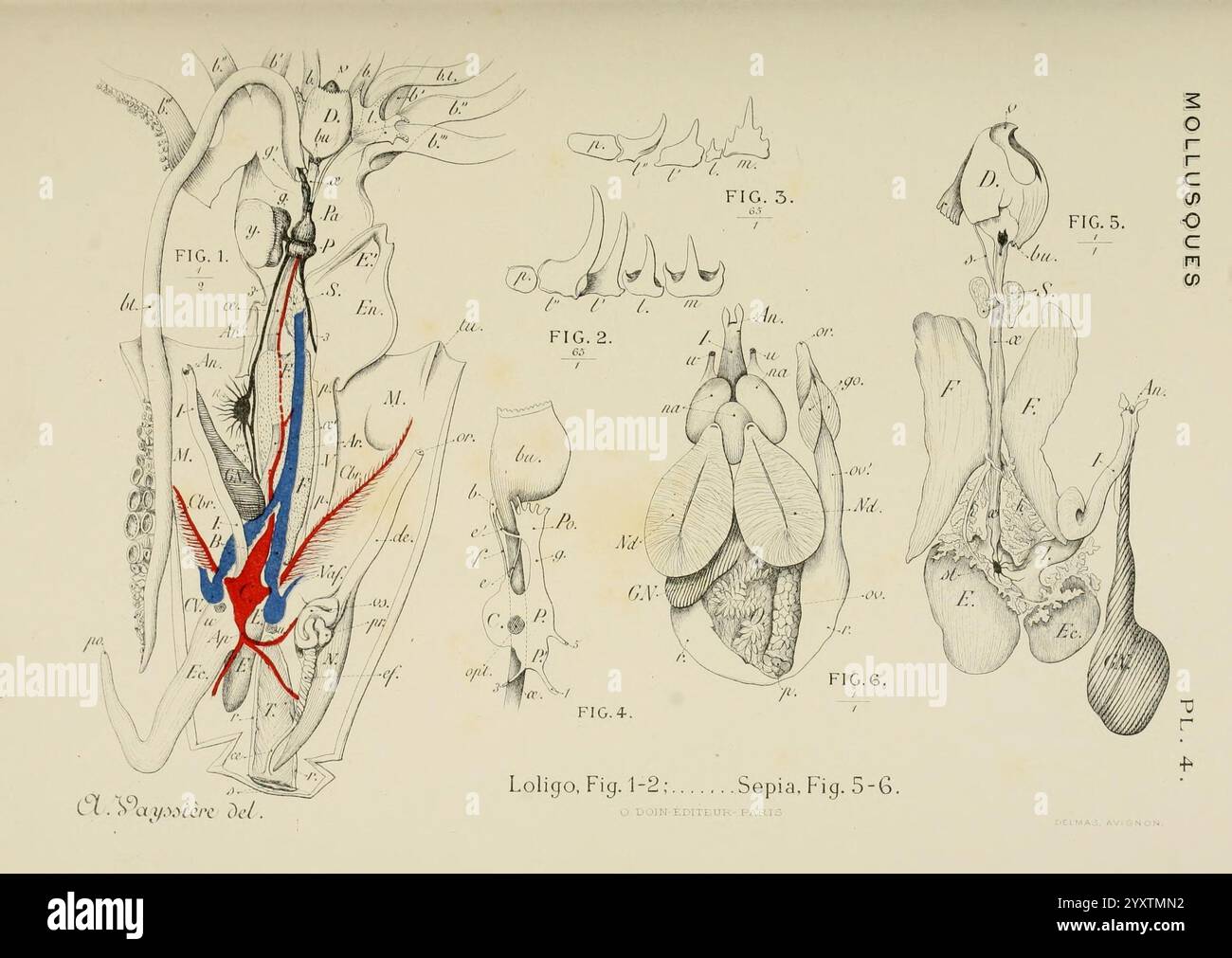 Atlas d'anatomie comparée des invertébrés, Paris, Doin, 1890, anatomy ...