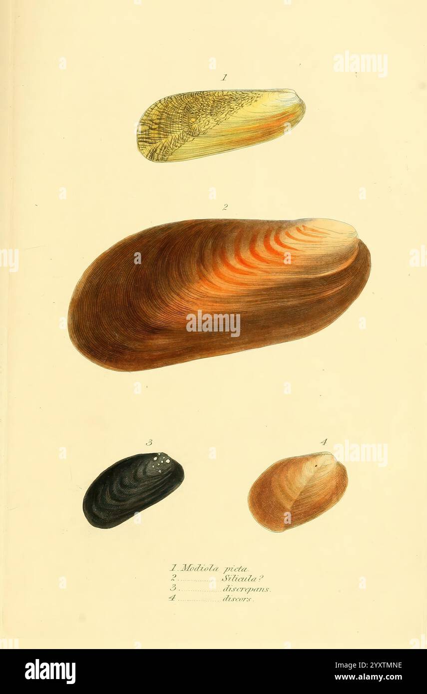 Additional shell types hi-res stock photography and images - Alamy