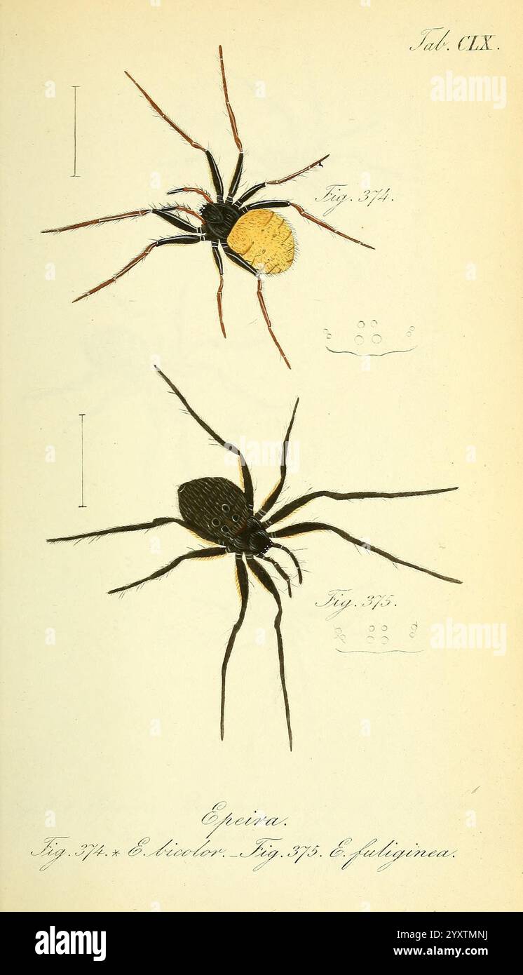 Presenting anatomical details hi-res stock photography and images - Alamy