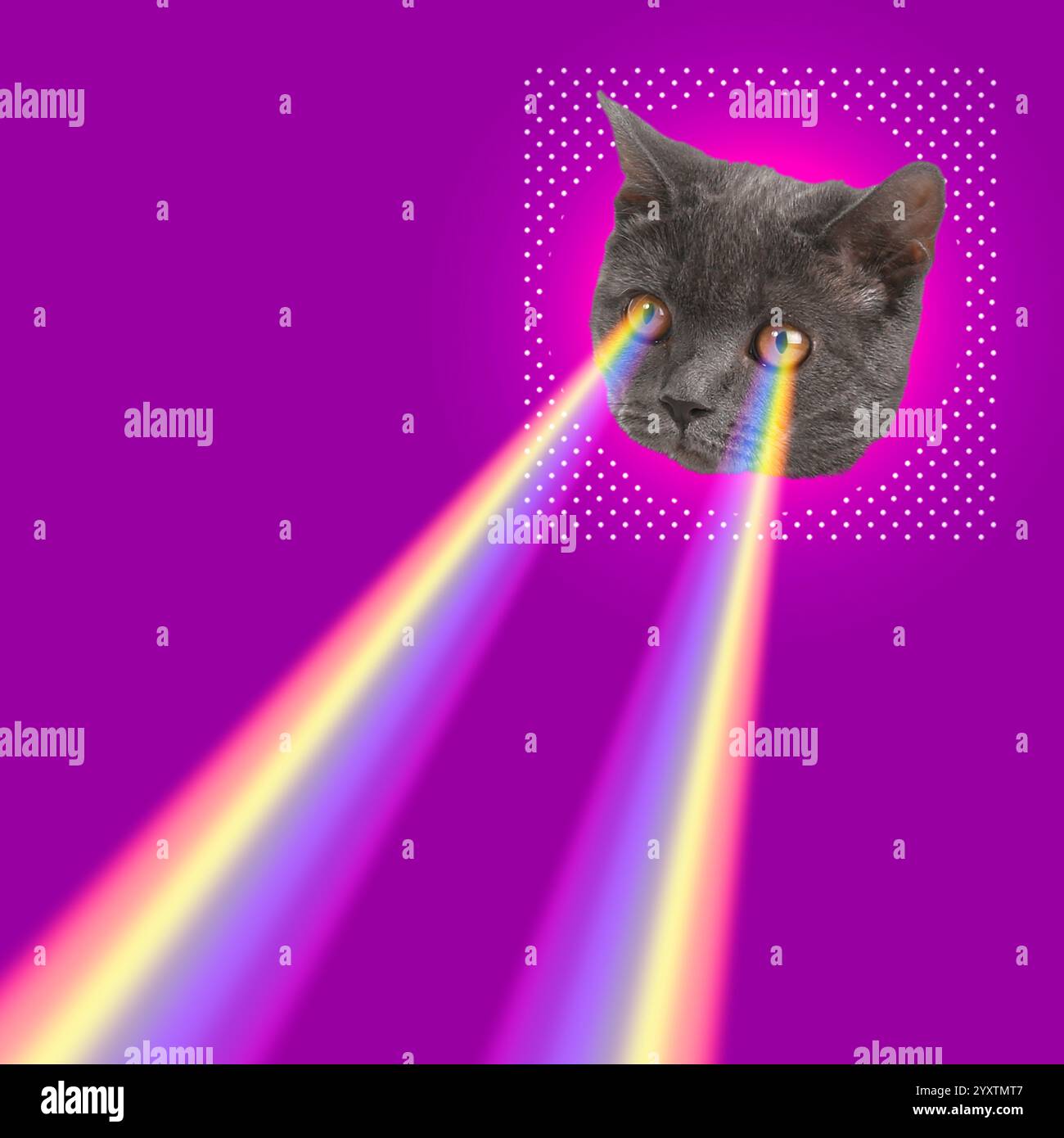 Rainbow lasers shooting from cat's eyes on purple background. Stylish ...