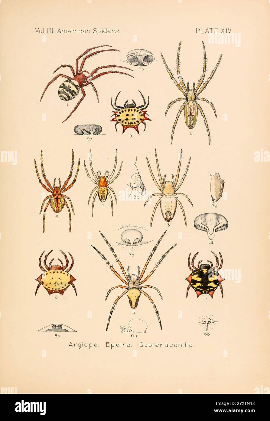 American, spiders, and, their, spinning, work. V.3, Academy, of ...