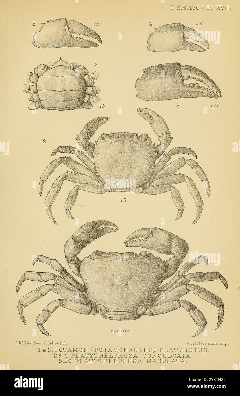 Proceedings of the Zoological Society of London, London, Academic Press ...