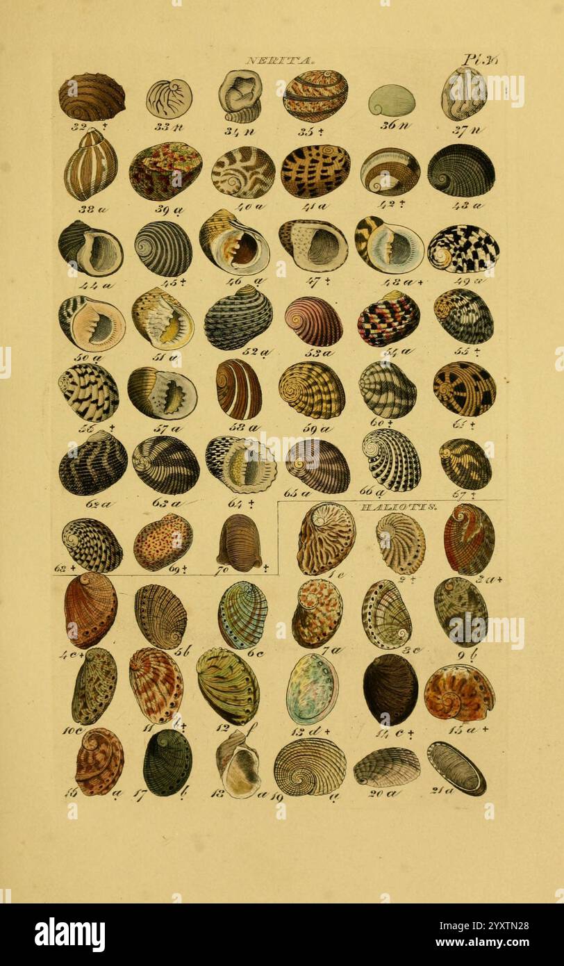 Collection highlights species hi-res stock photography and images - Alamy