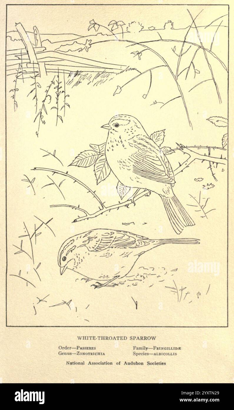 Sparrow identifies hi-res stock photography and images - Alamy