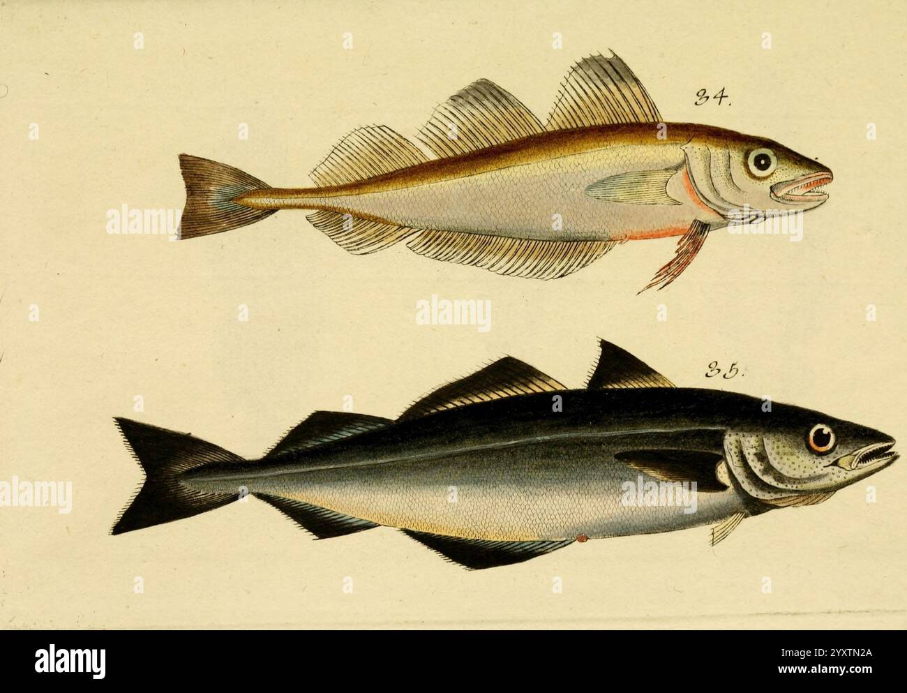 Two different fish species hi-res stock photography and images - Alamy