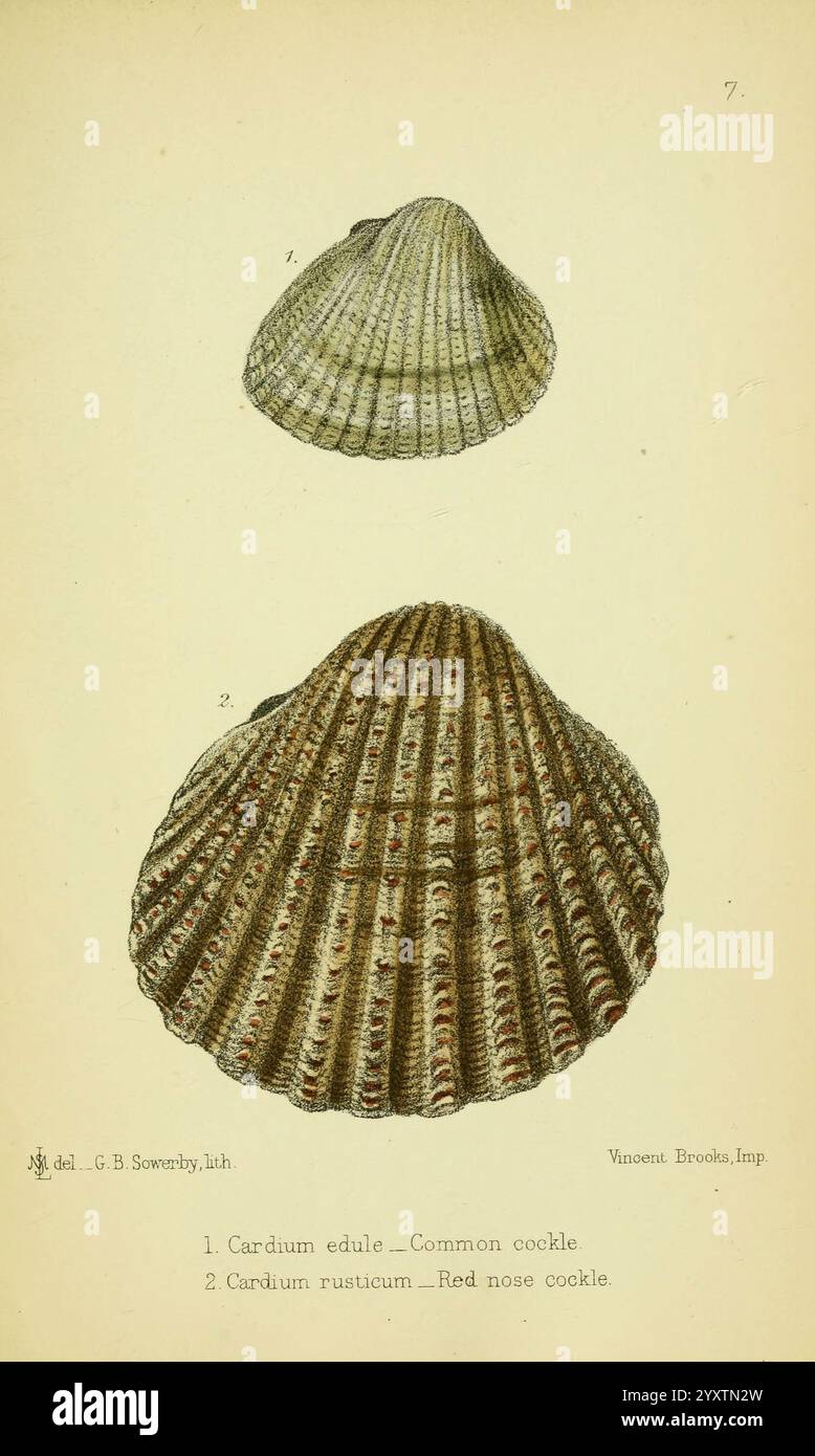 The, edible, Mollusca, of, Great, Britain, and, Ireland, London, L ...