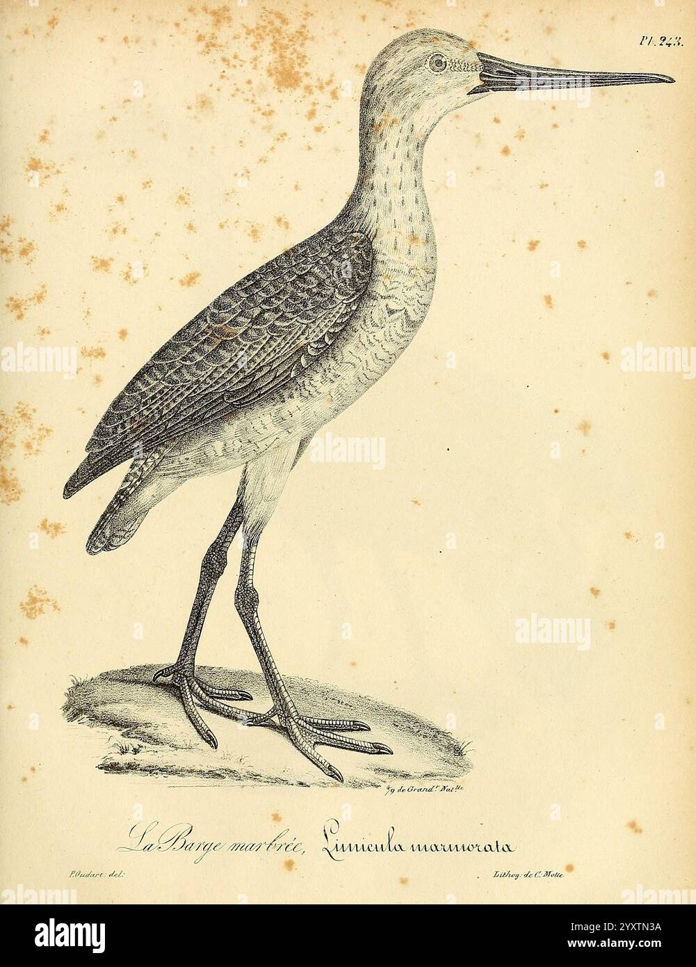 Long legs with splayed feet hi-res stock photography and images - Alamy