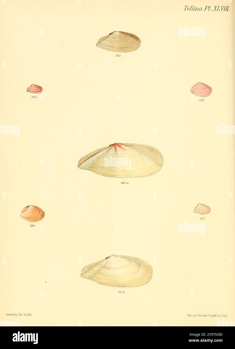 Conchologia Iconica, or Illustrations of the Shells of Molluscous ...