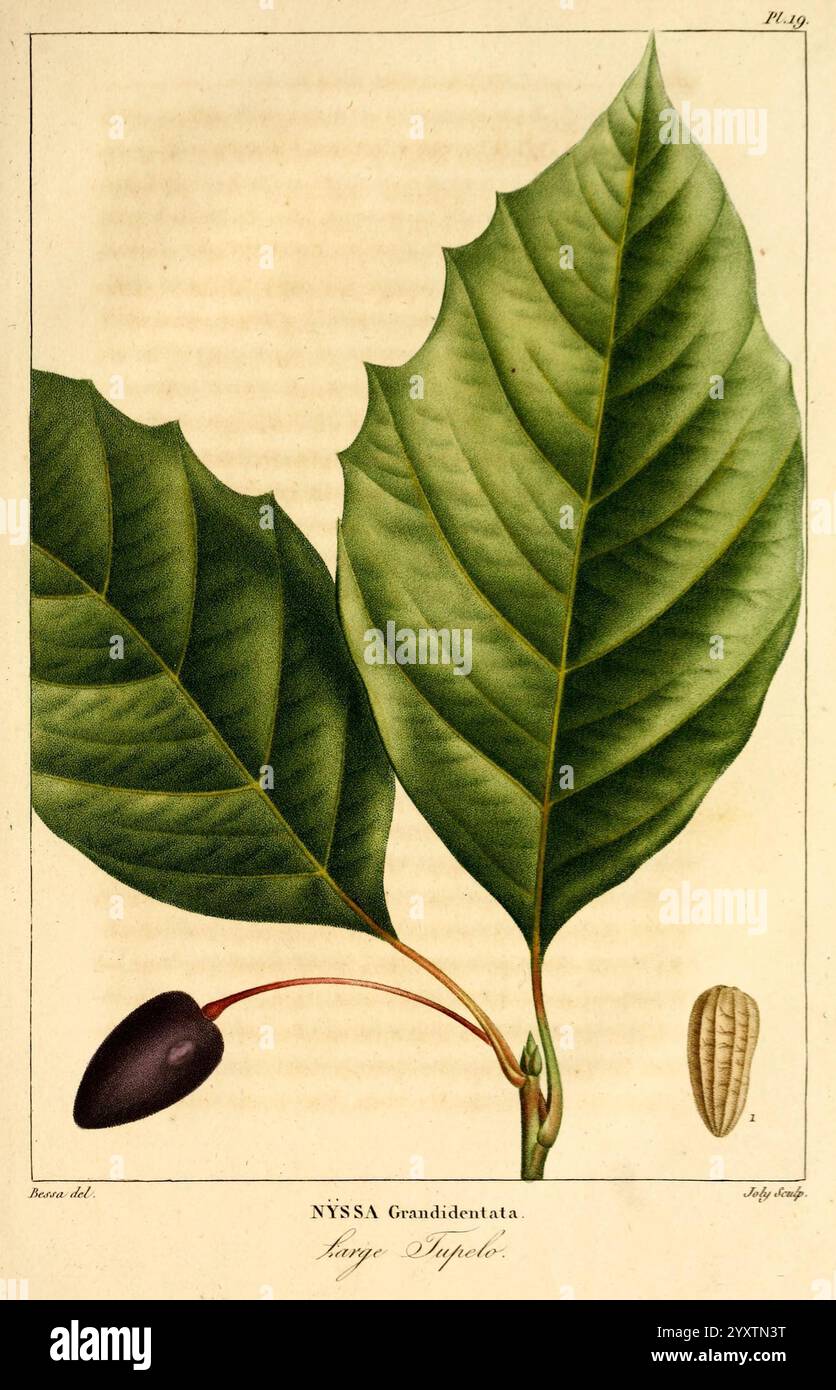 Singular dark fruit hi-res stock photography and images - Alamy