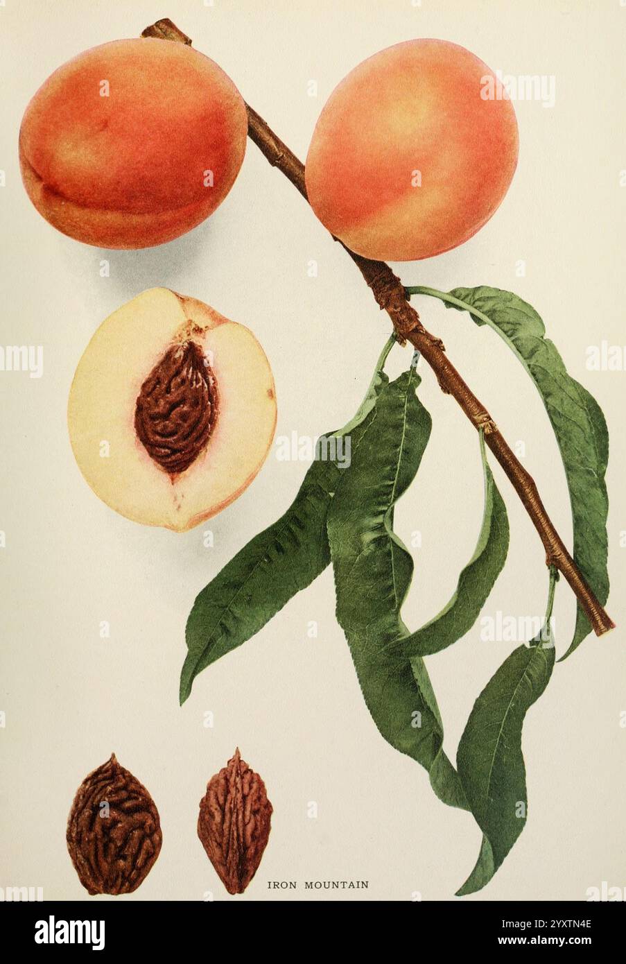Featuring two ripe peaches hi-res stock photography and images - Alamy