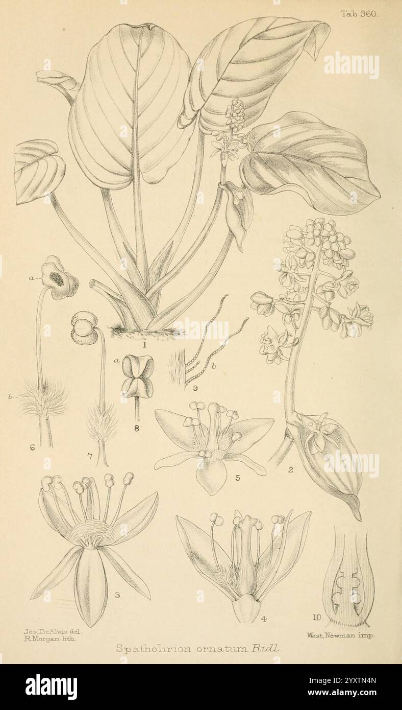 Spatholirion ornatum plant hi-res stock photography and images - Alamy