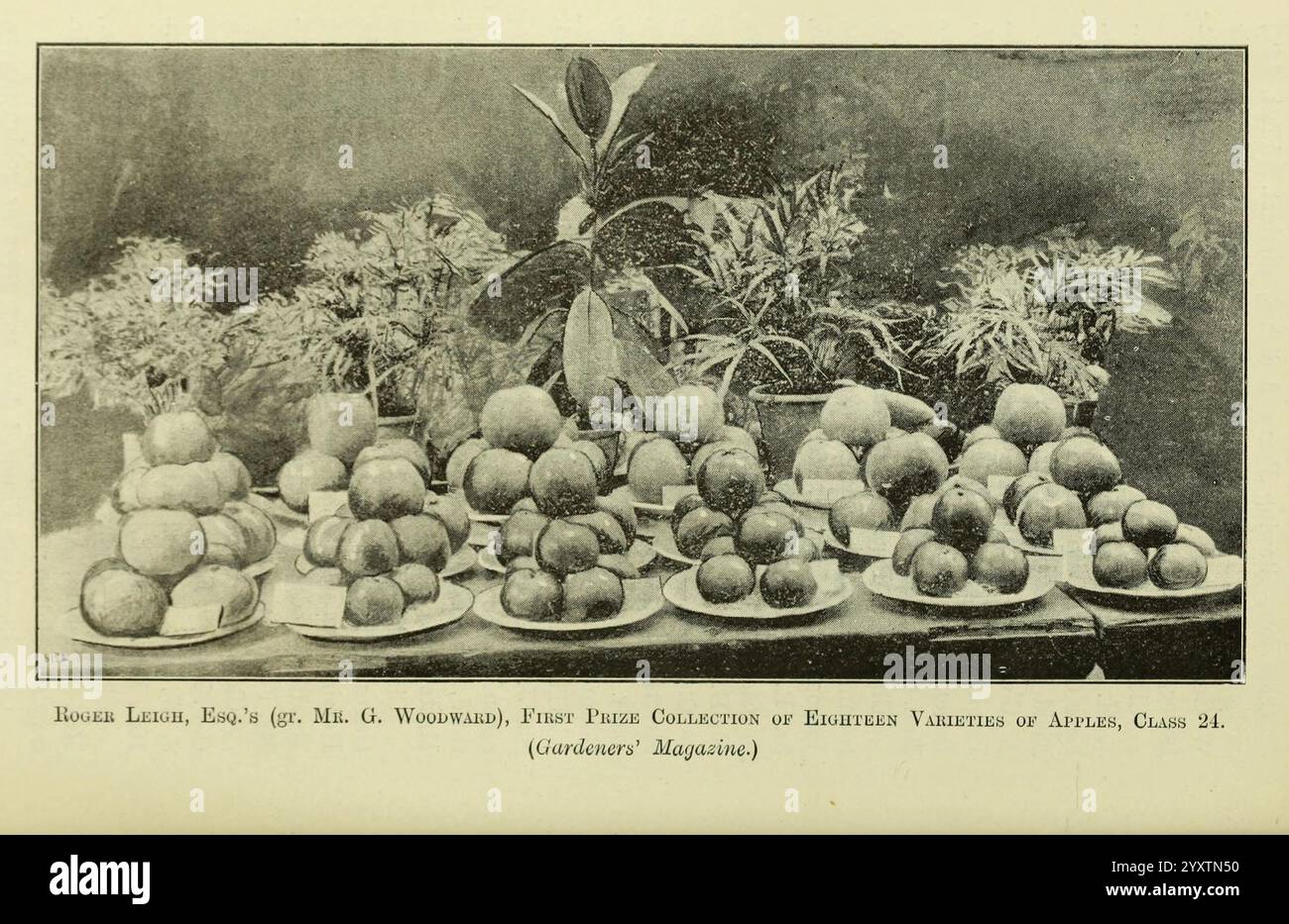 Smooth skinned fruits alongside hi-res stock photography and images - Alamy