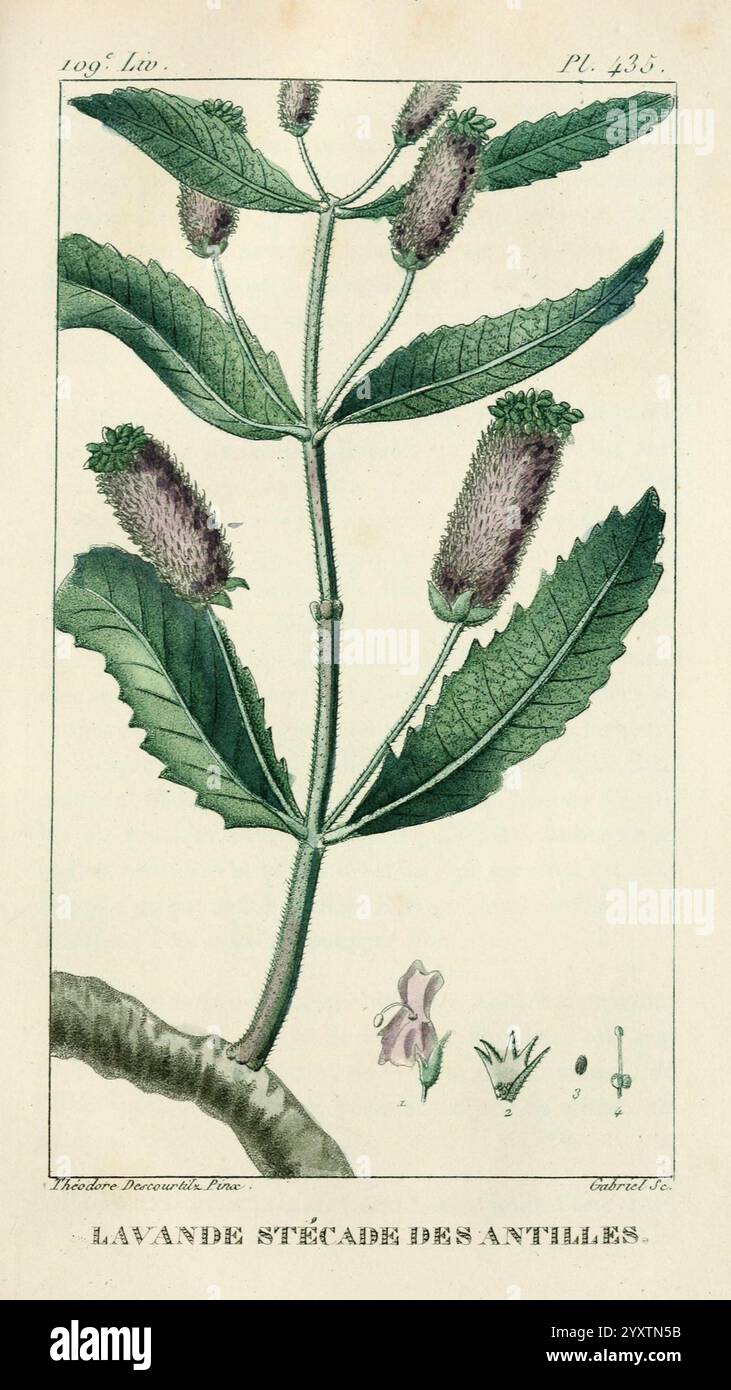 Flore pittoresque et médicale des Antilles, Paris, Pichard, 1821-1829 ...