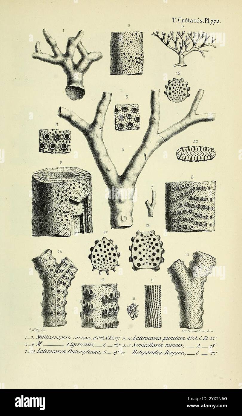 Showcase unique branching patterns hi-res stock photography and images ...