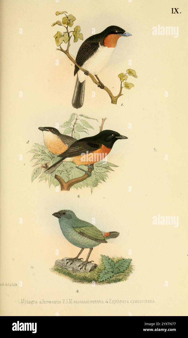 Samoan birds hi-res stock photography and images - Alamy