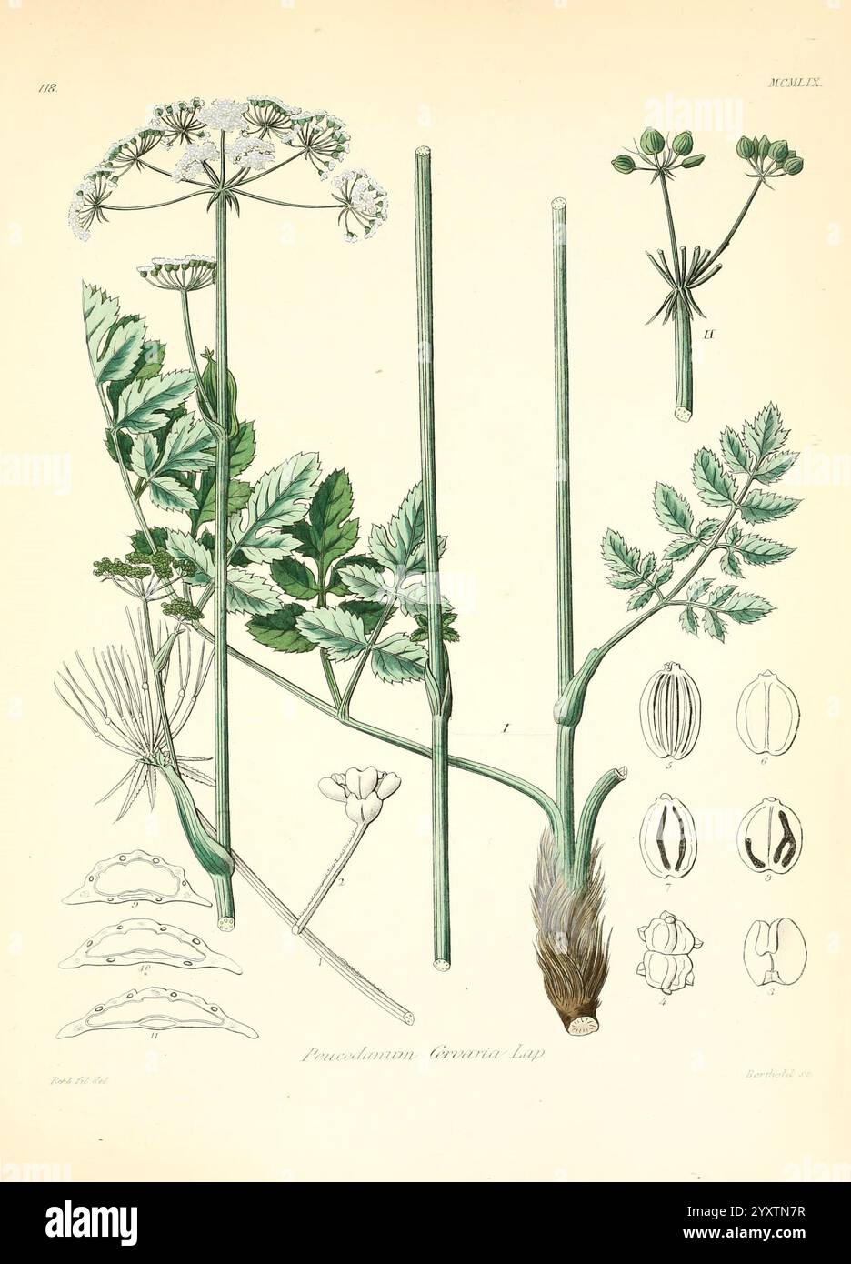 Plant species pimpinella major hi-res stock photography and images - Alamy